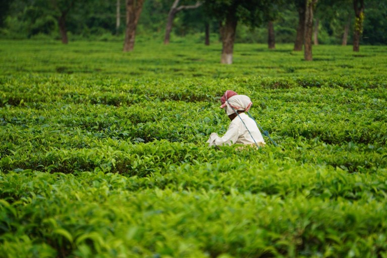 Bacteria from tea plant roots boost maize seed growth