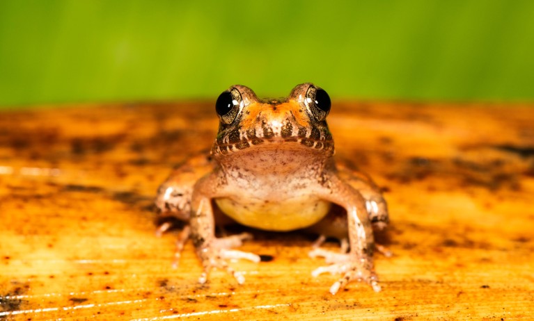 Andaman Island frog that breeds upside-down to escape violent males