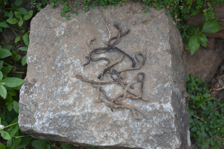 Post-flood earthworm deaths in Kerala tied to rare mass migration