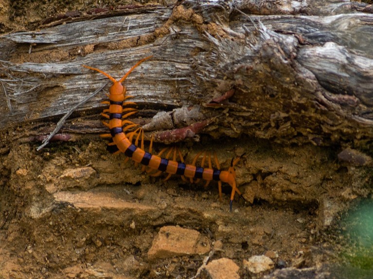 Centipedes originated in Gondwana and evolved in peninsular India