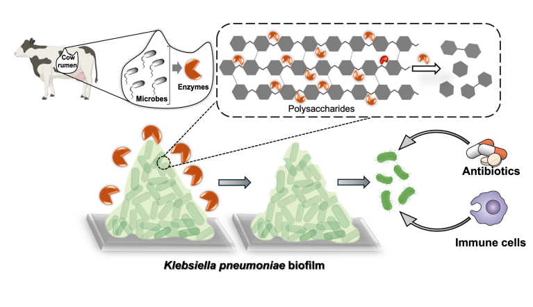 Cow gut enzyme can breach Klebsiella pneumoniae’s defence