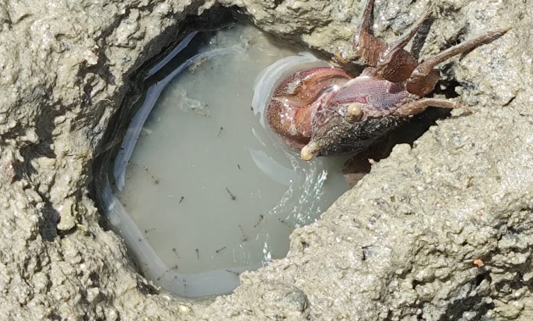 Saltwater mosquitoes are breeding a new public health crisis