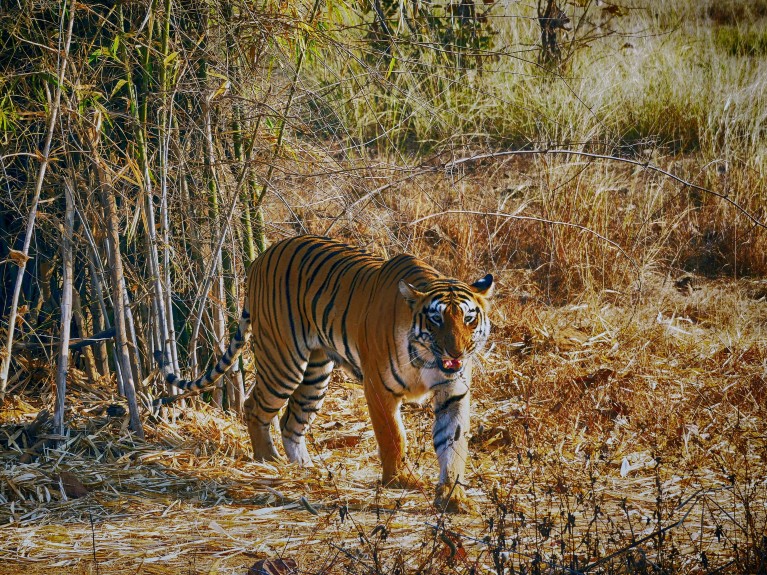 India’s tiger numbers are bouncing back