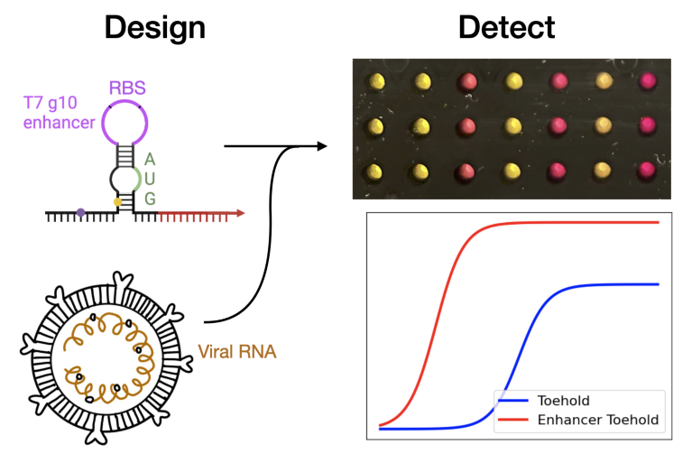 A paper-based RNA sensor turns red to reveal hidden viruses