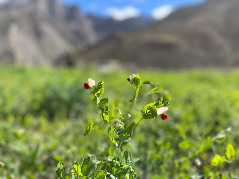 An ancient pea holds lessons for a warming Himalaya