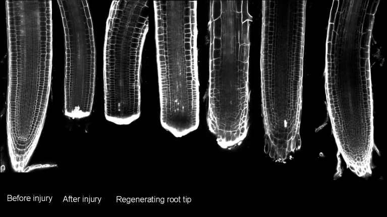 How plant roots rebuild their tips after injury