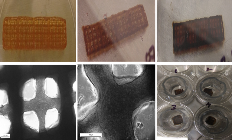 Bioprinted skin model unravels ageing process