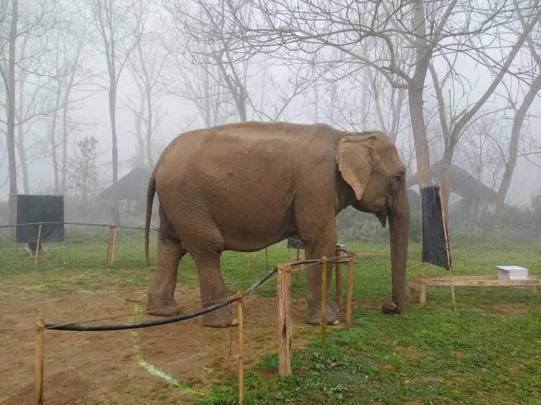 Asian elephants think before they act