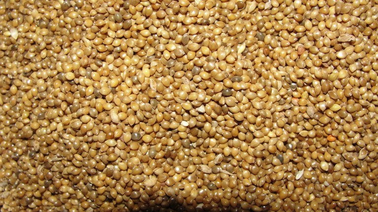 Genome map of little millet paves way for nutrient-rich climate ...