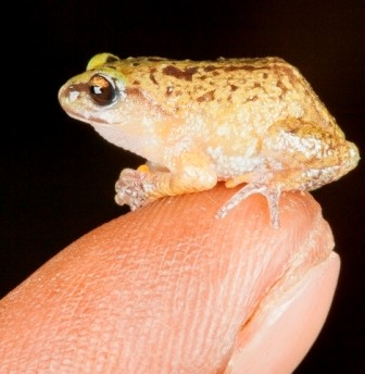 An evolutionary museum of bush frogs