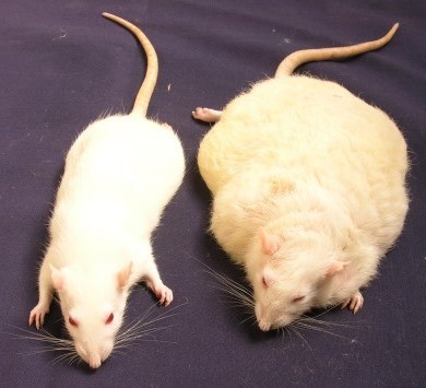 Indian rat strain solves obesity puzzle