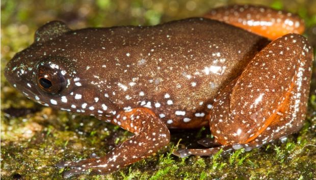 Thumbnail-sized frog discovered in Western Ghats