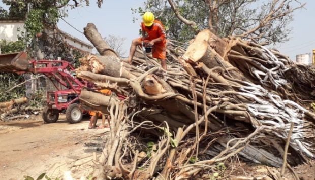 Cyclone-wrecked Odisha needs science-backed rebuilding