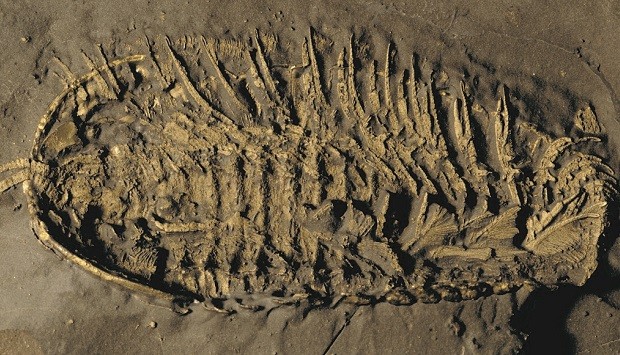 Extinct trilobites had gills like modern-day crabs, lobsters