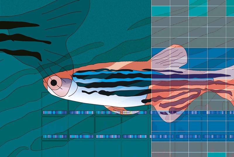 Zebrafish earn their drug discovery stripes