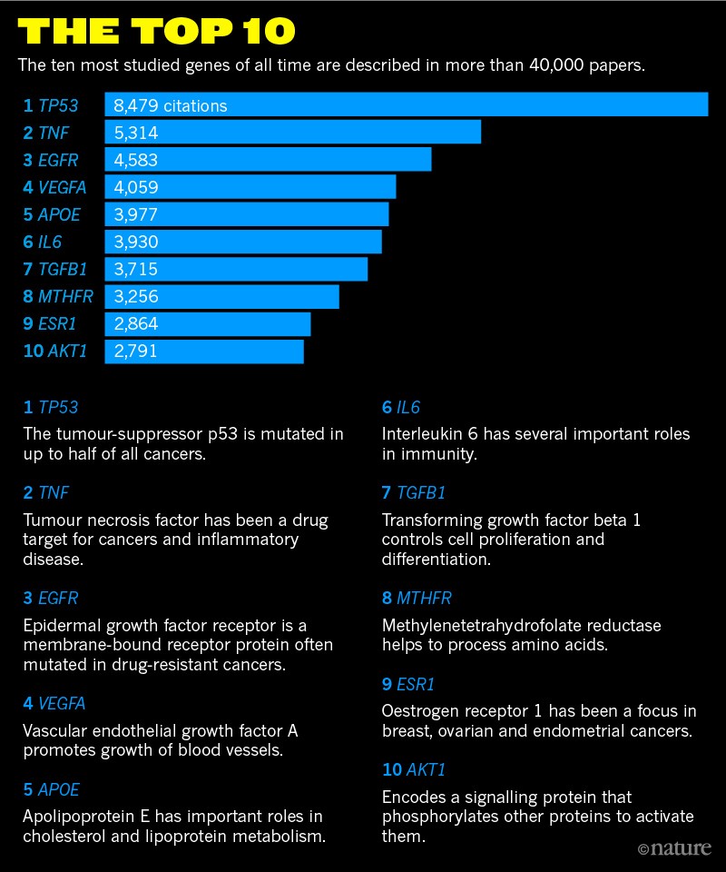The most popular genes in the human genome
