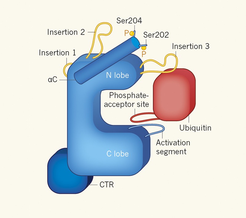 Vivid views of the PINK1 protein