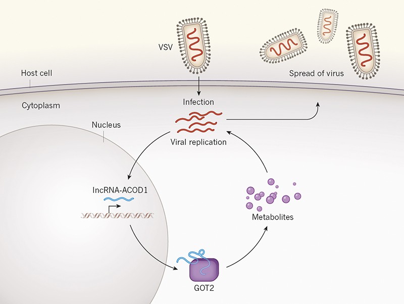 Viruses hijack a long non-coding RNA
