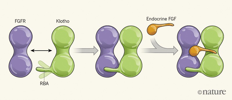 Ageing-related receptors resolved