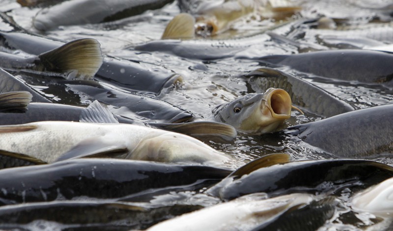 Doubts raised over Australia’s plan to release herpes to wipe out carp