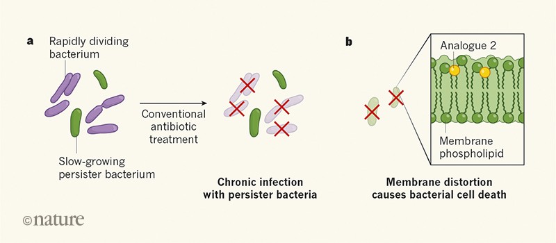 Bacterial persister cells tackled