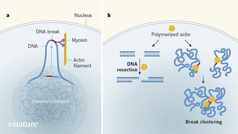 Actin proteins assemble to protect the genome