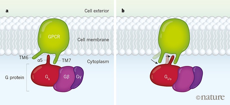 How the ubiquitous GPCR receptor family selectively activates ...