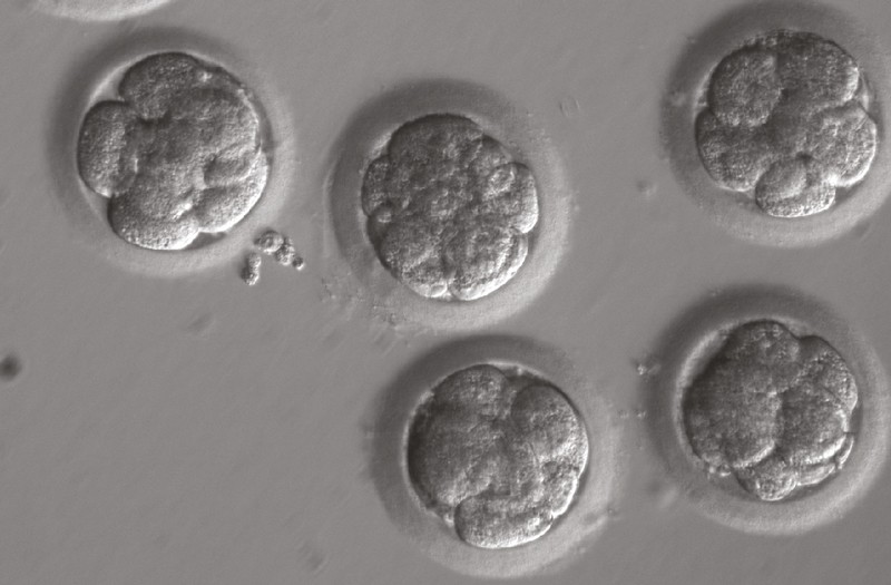 Human-embryo editing, genetic privacy and Ebola returns