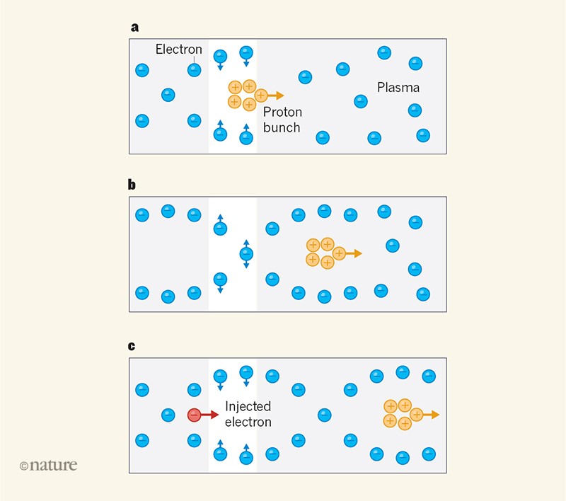 Short proton bunches rapidly accelerate energetic electrons