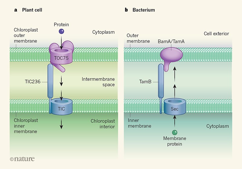 Exit route evolved into entry path in plants