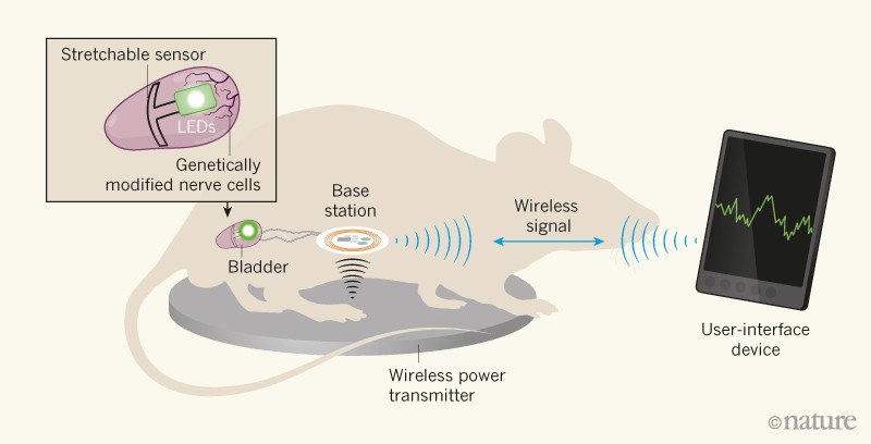 Implanted device enables responsive bladder control