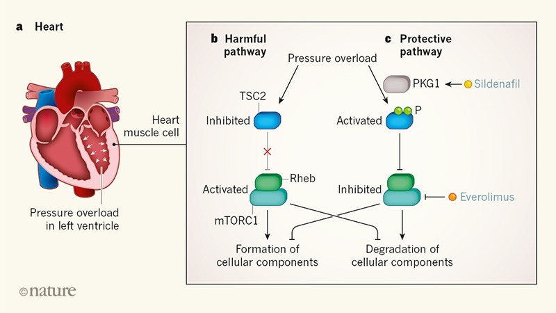 Signalling protein protects the heart muscle from pressure-related stress