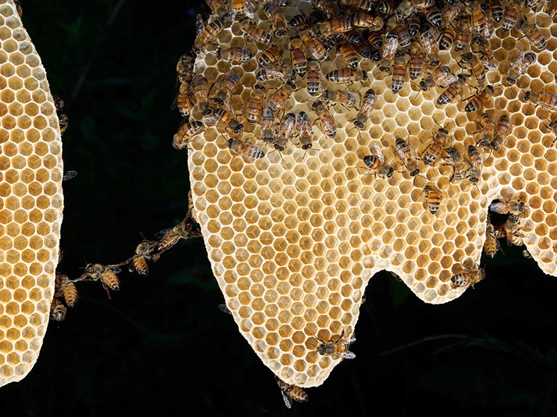 Darwinian bee-keeping: lessons from the wild