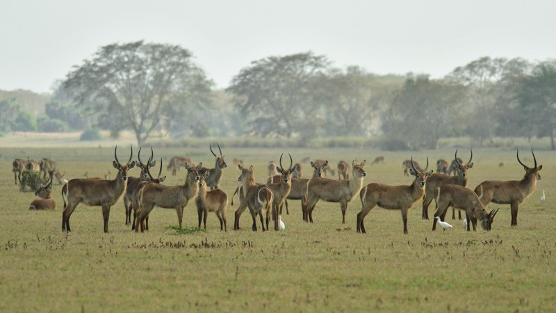 Large African herbivores have helped to repair their environment