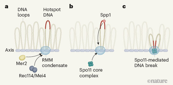 A new phase in meiotic cell division