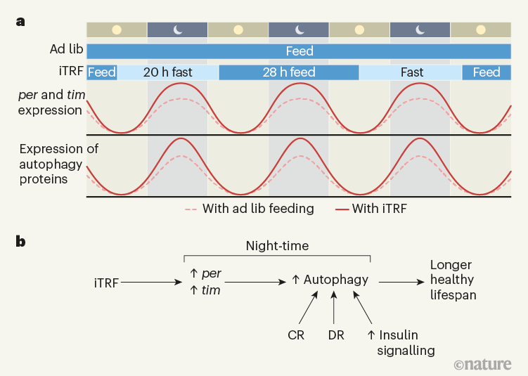 Evidence that overnight fasting could extend healthy lifespan