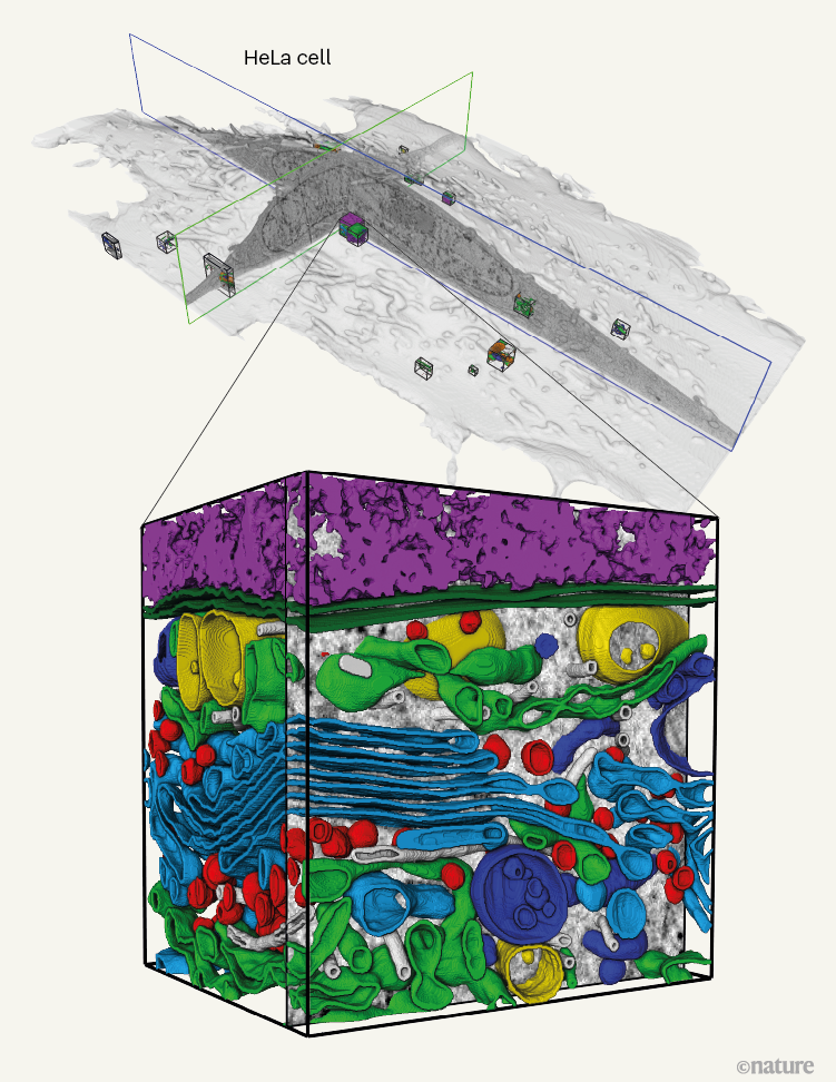 Nanometre-scale imaging and AI reveal the interior of whole cells