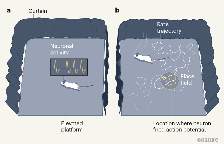 Fifty years of the brain’s sense of space