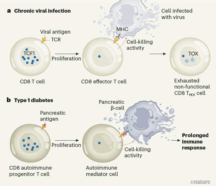 A subset of immune-system T cells branded as seeds for type 1 diabetes