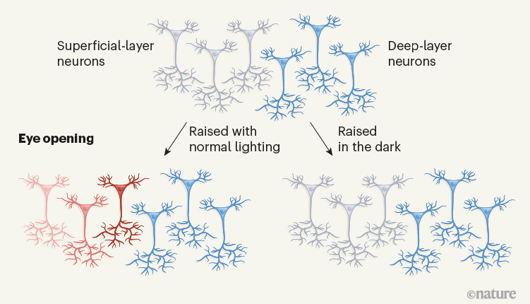 Light-dependent development is tailored in visual neurons