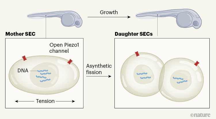 Stretched skin cells divide without DNA replication