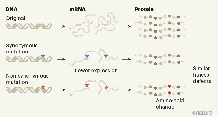 Mutations matter even if proteins stay the same