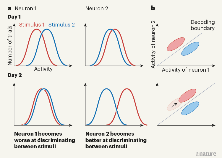 Volatile neurons unite to stabilize visual experience