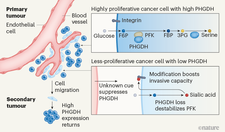 Metabolic diversity drives cancer cell invasion