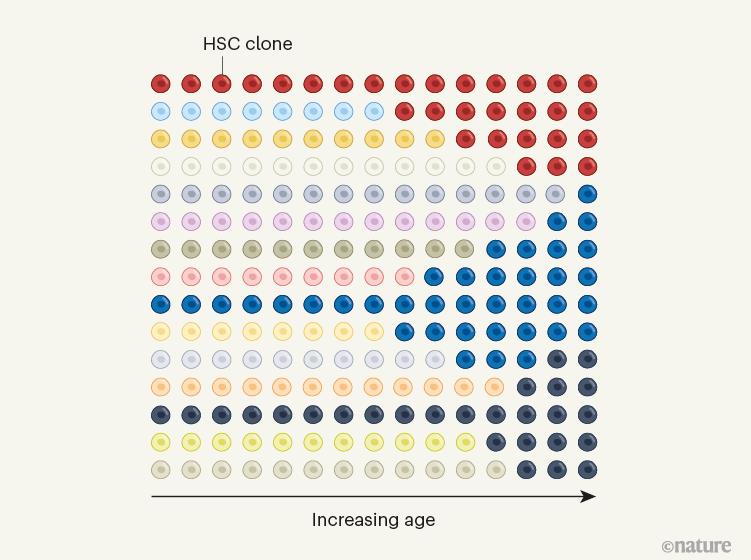 Blood’s life history traced through genomic scars