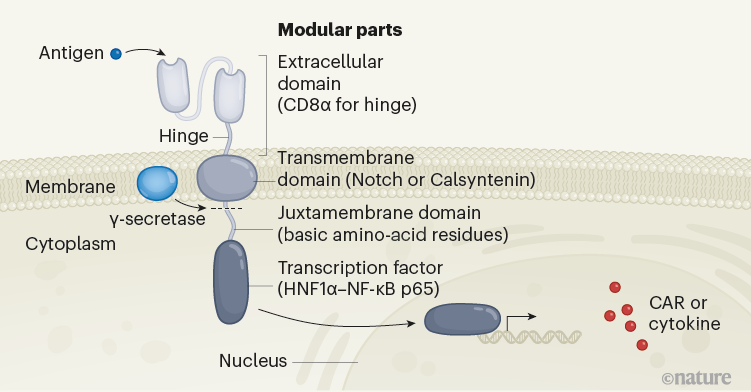 Designer protein circuits enable safe cancer immunotherapy