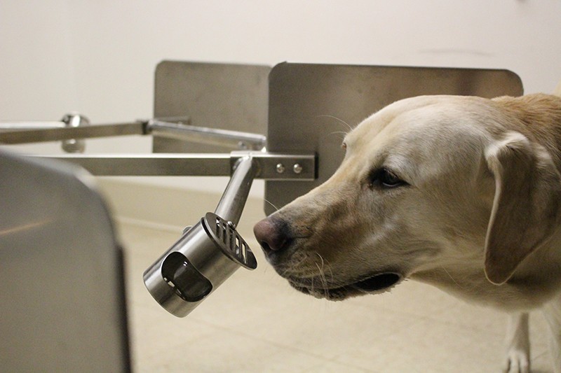 The dogs learning to sniff out disease
