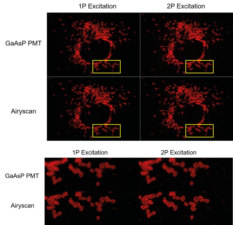 Application Note: Airyscan detection in multiphoton microscopy: super ...