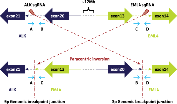 Developing isogenic cell models with CRISPR: an EML4-ALK fusion NSCLC ...