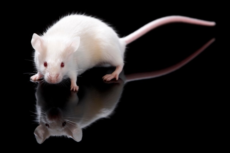 The hidden rhythm that could confound mouse studies